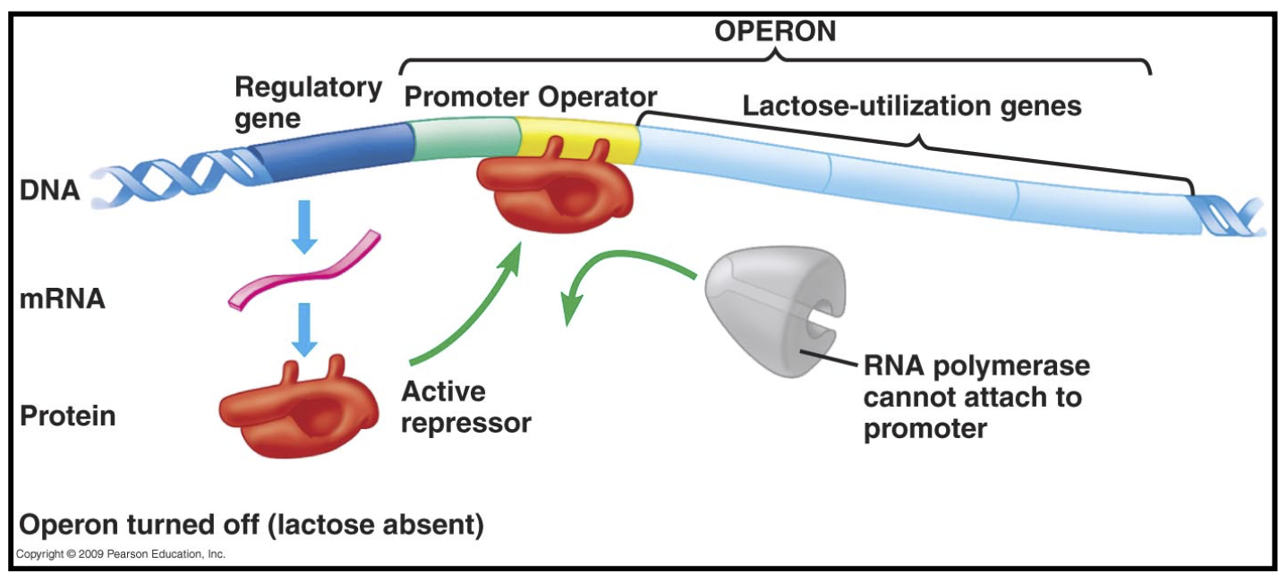 A LEVEL: Biology (F215), Cellular Control