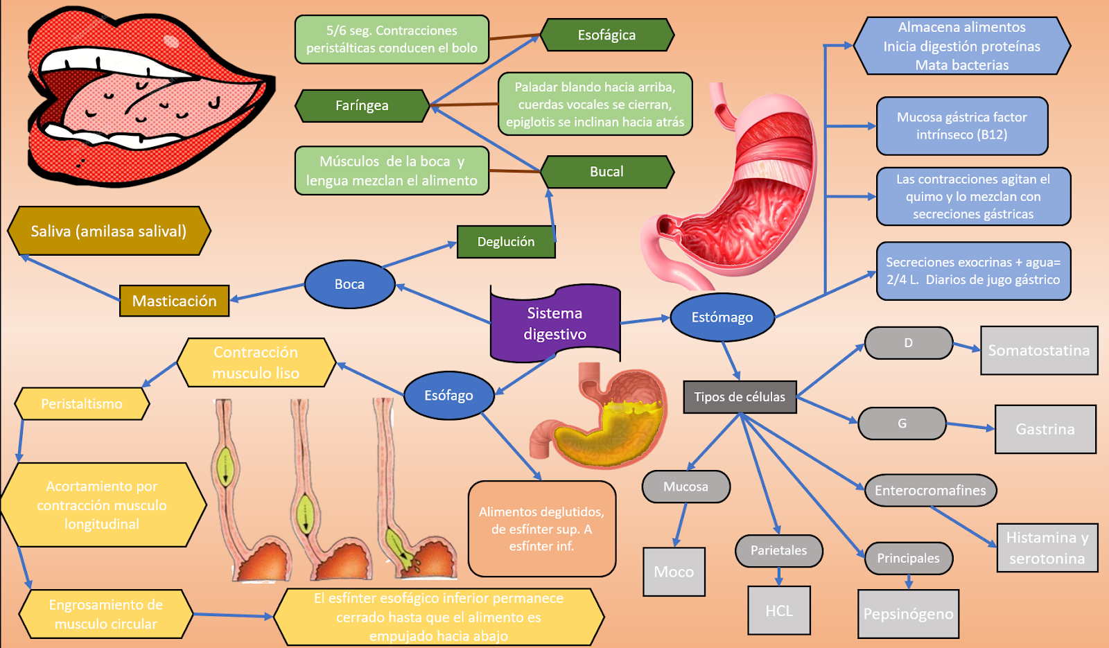 Blog de Fisiología Médica UAS de Daniel Pérez: Mapa Mental BOCA ...