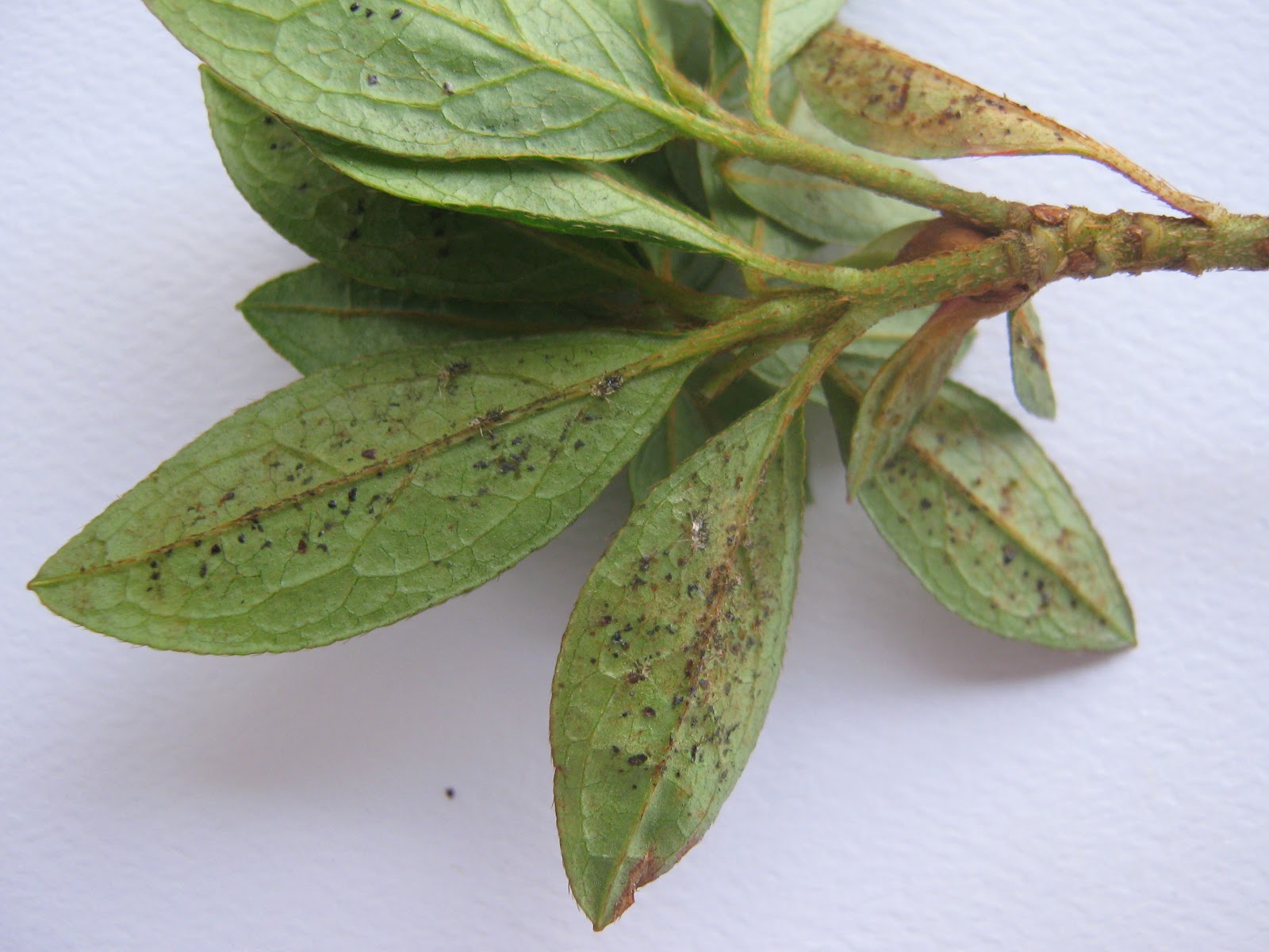 Garden Guy Hawaii: Pests of Azaleas