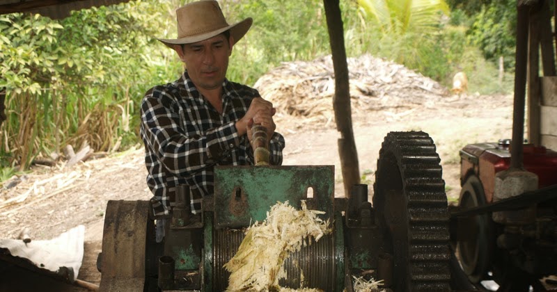 Guarapo, bebida tradicional de caña