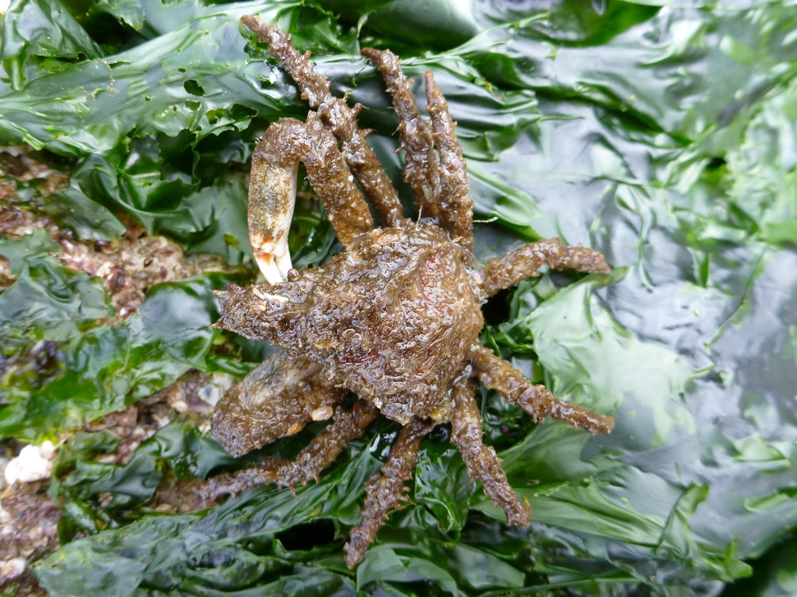 Buzz's Marine Life of Puget Sound: SCHMITZ PARK 7-21&22-13