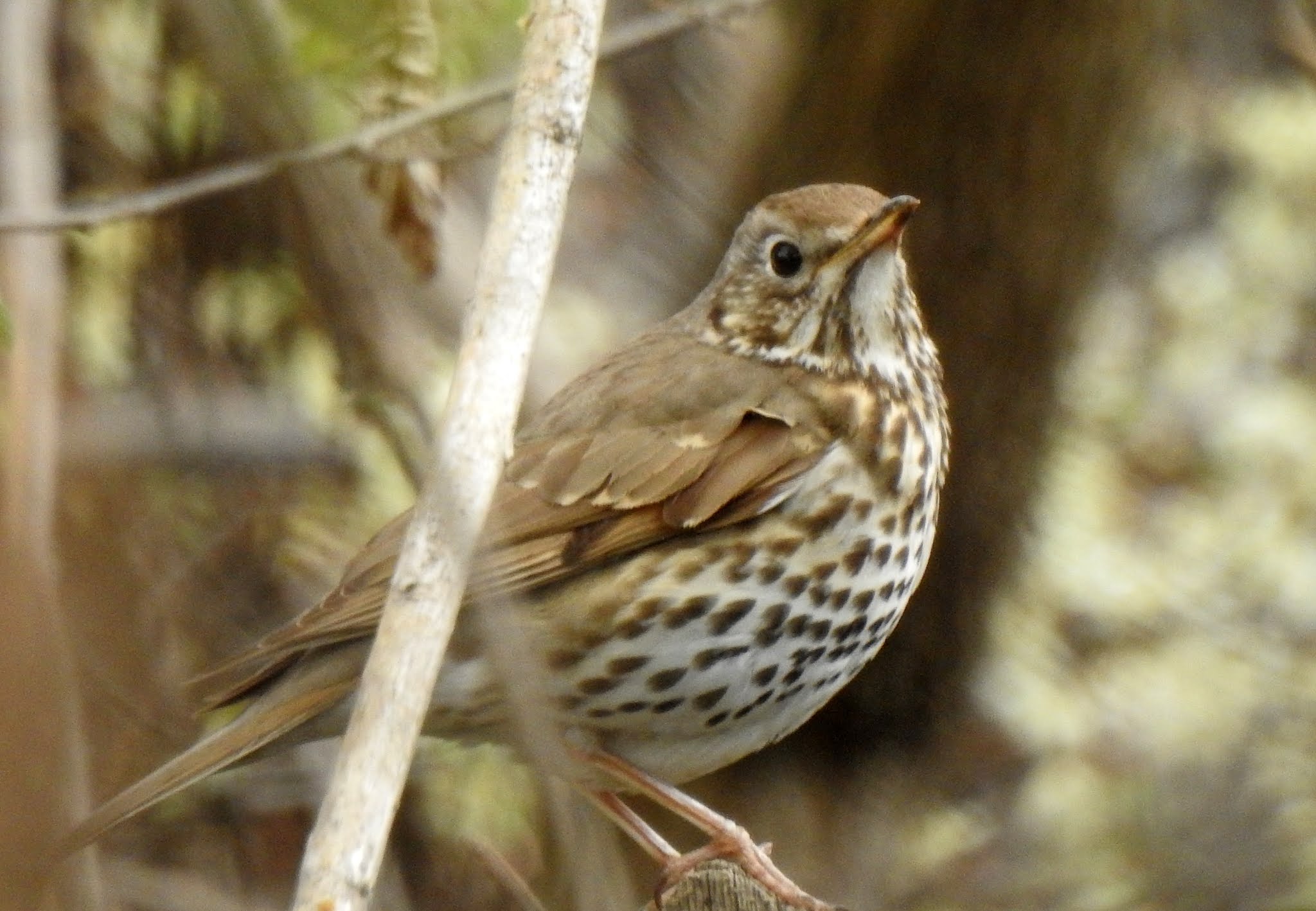 PASARI DIN ROMANIA: STURZ CANTATOR, Turdus philomelos