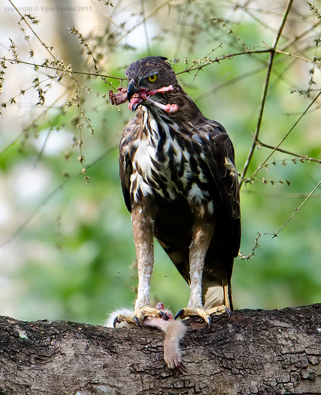 Journey of Joy: More of the same?