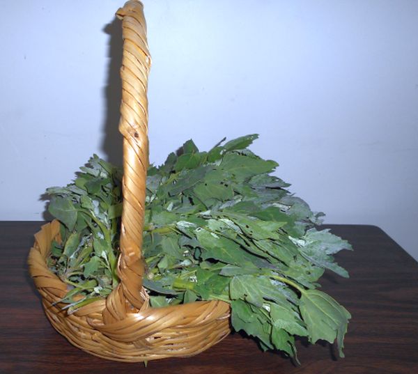 El cuexcomate: Quesadillas de quelite cenizo: una opción nutritiva y ...