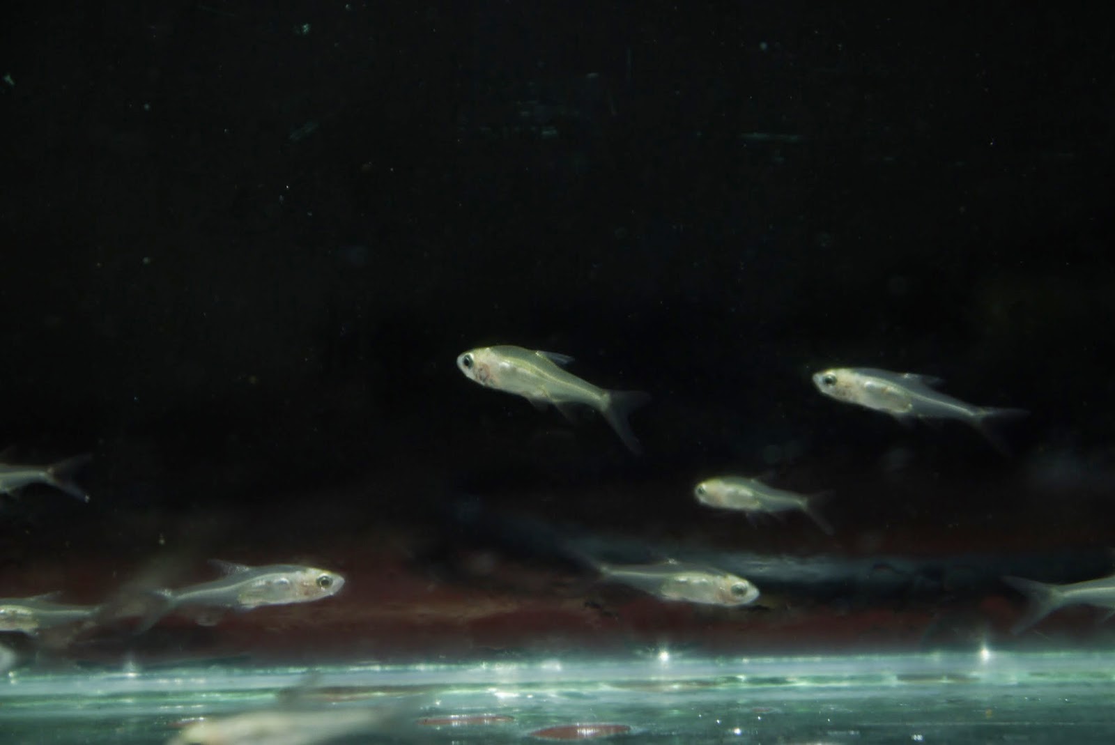 Fresh Water Fish For Aquascape and Biotops Decotation: Soaboa, asian ...