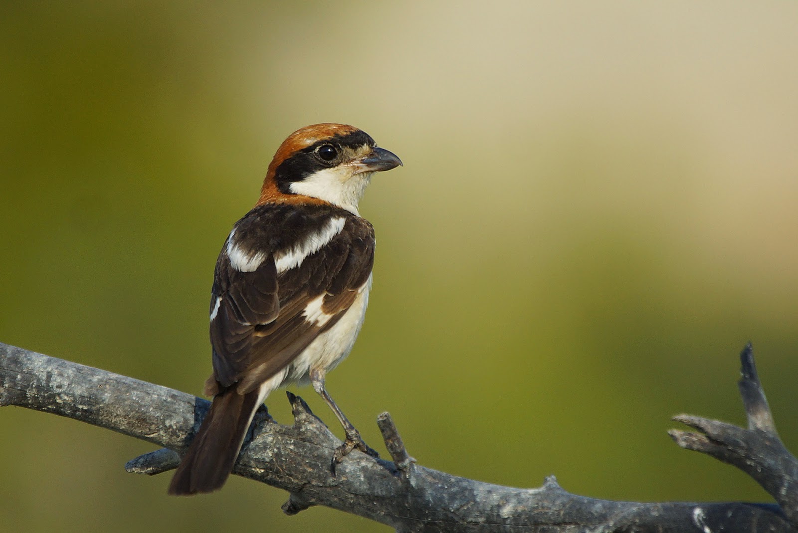 Pasión por las aves: Alcaudón común.(Lanius senator)