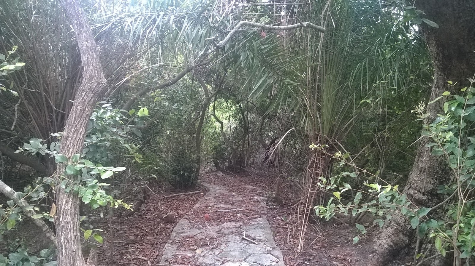 Travel and Tour Sense: Kodiyakarai Forest, Point Calimere, wildlife ...