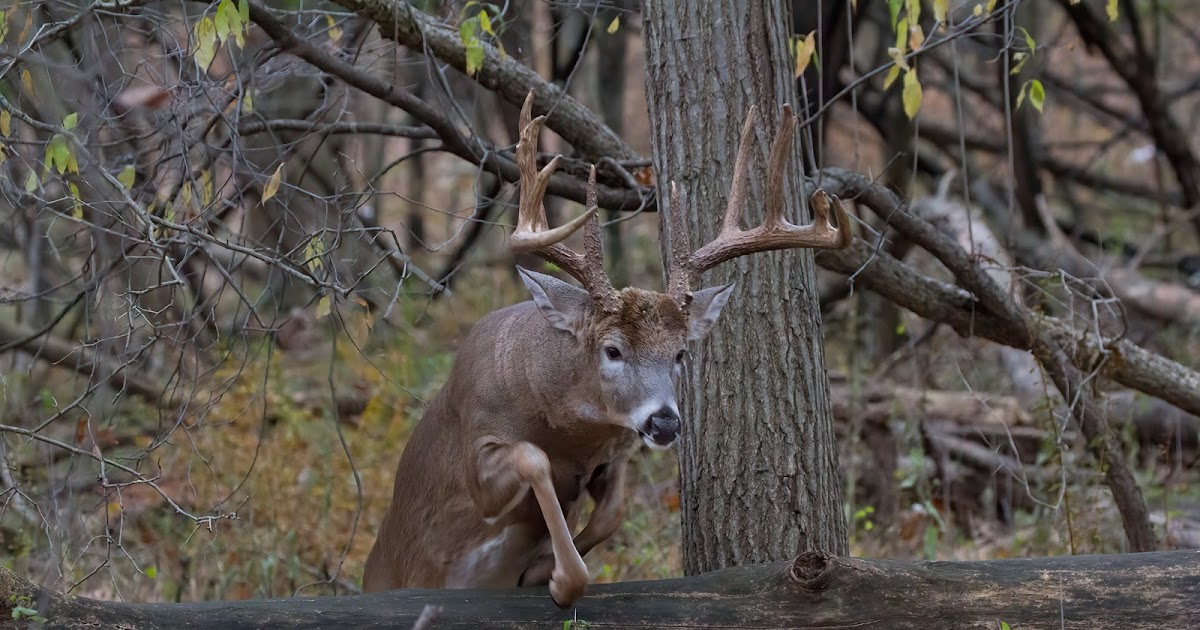 A Dixie Lady Deer Hunter: Buck Junping Over A Log