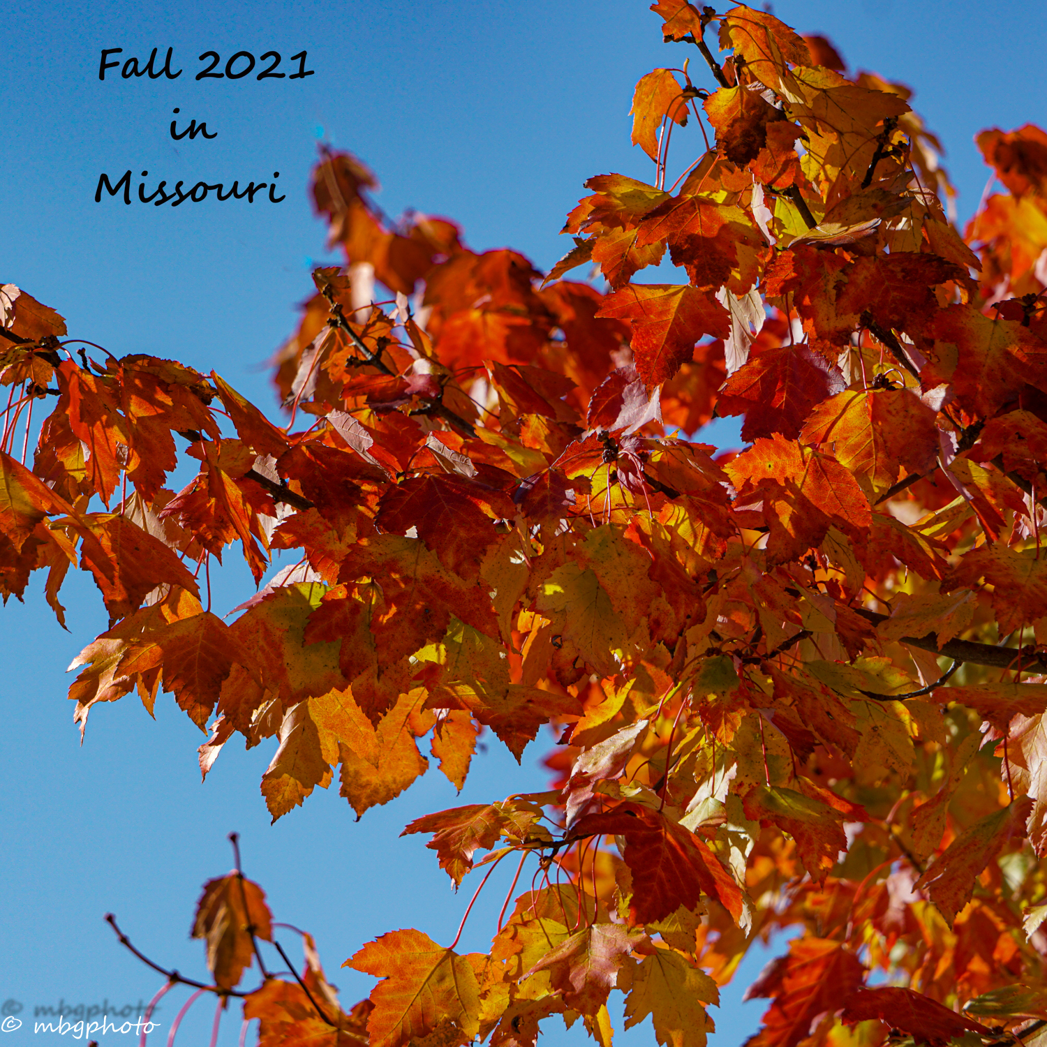 Autumn Colors in Missouri 2021