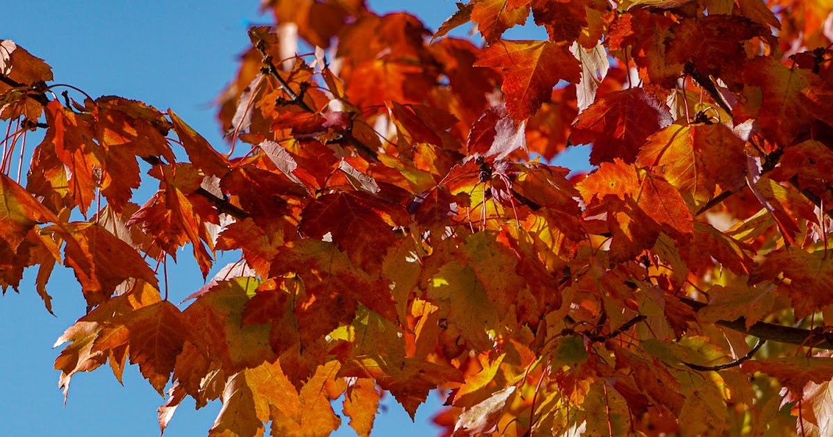 Autumn Colors in Missouri 2021