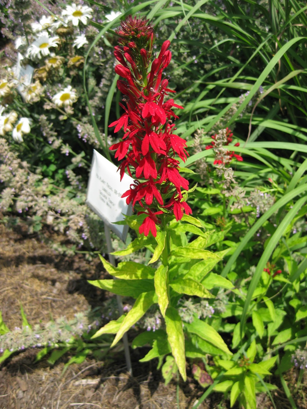 Classic Cardinal Flower - Rotary Botanical Gardens