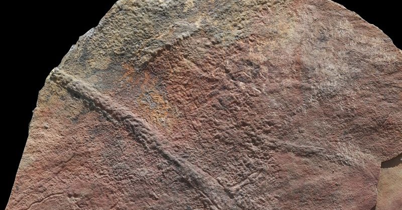 Τέχνης Σύμπαν και Φιλολογία: Ανακαλύφθηκε απολίθωμα ζώου-Σερνόταν πριν ...