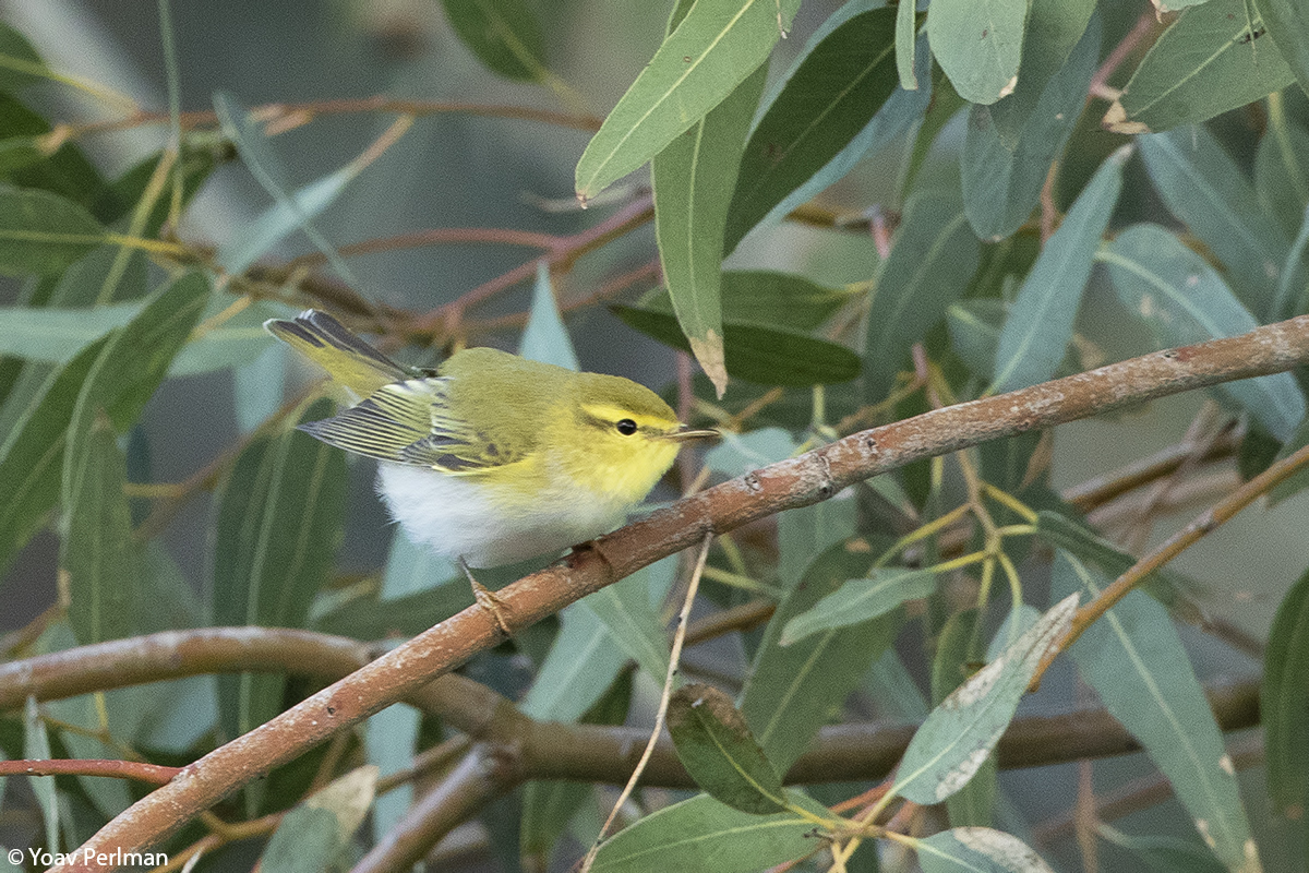 Day and night | Focusing on Wildlife