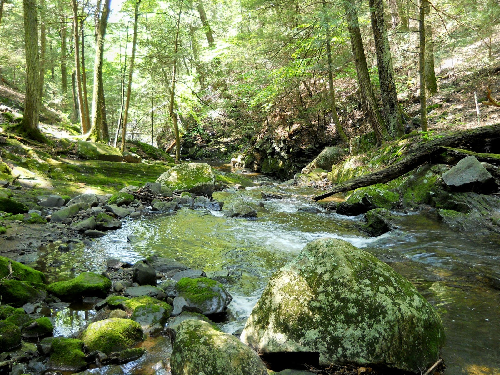 Small Stream Reflections: "Tumbledown Creek"