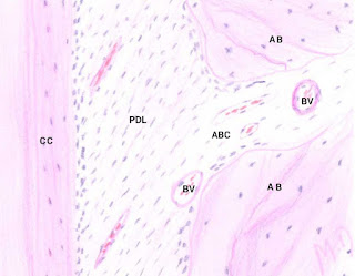 Oral Pathology India: 2015