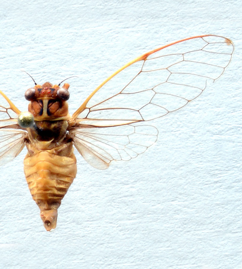 Species New to Science: [Entomology • 2020] The Cicadas (Hemiptera ...