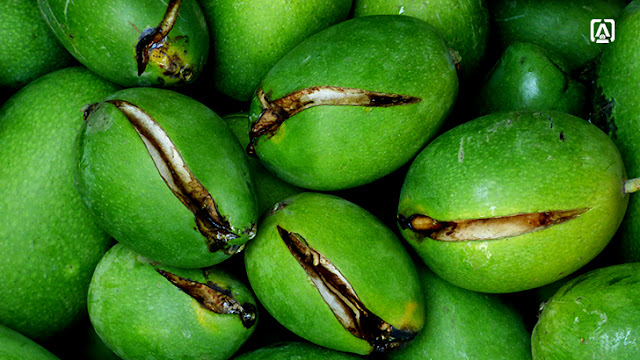 diseases of mango ~ Plant diseases identification