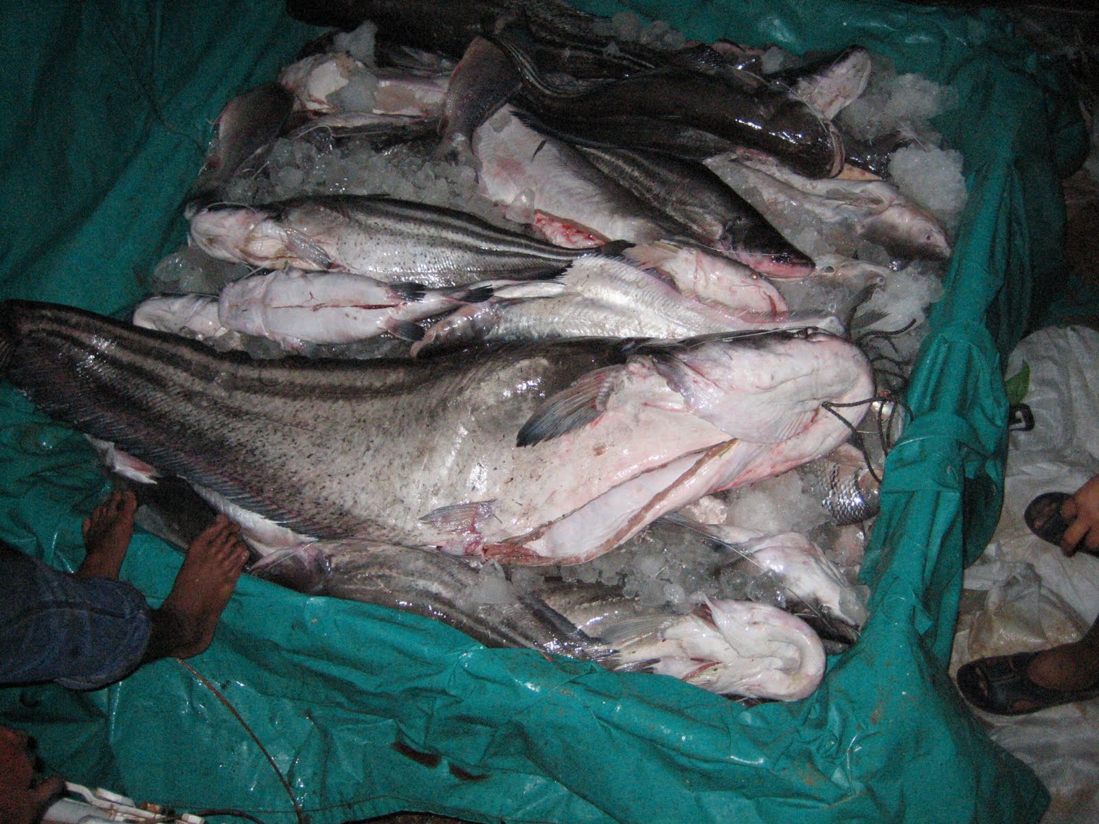 River Fish Supplier, Peter's Fish Trading Co, Sarawak: TAPAH FISH ...