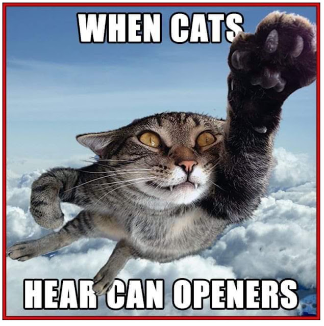 Oddball Observations : THE FRIDAY FUNNIES