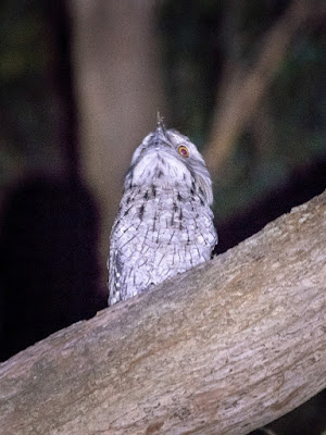 National Park Odyssey: Thungutti Campground, New England National Park ...