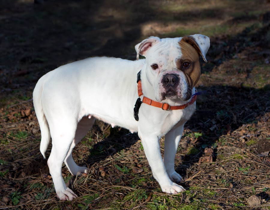 Shelter Dogs of Portland: "DORA" short and stout, adorable Bulldog mix