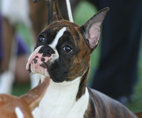 The Boxer Underground Blog: A Herding We Will Go! Wendy Morawski ...