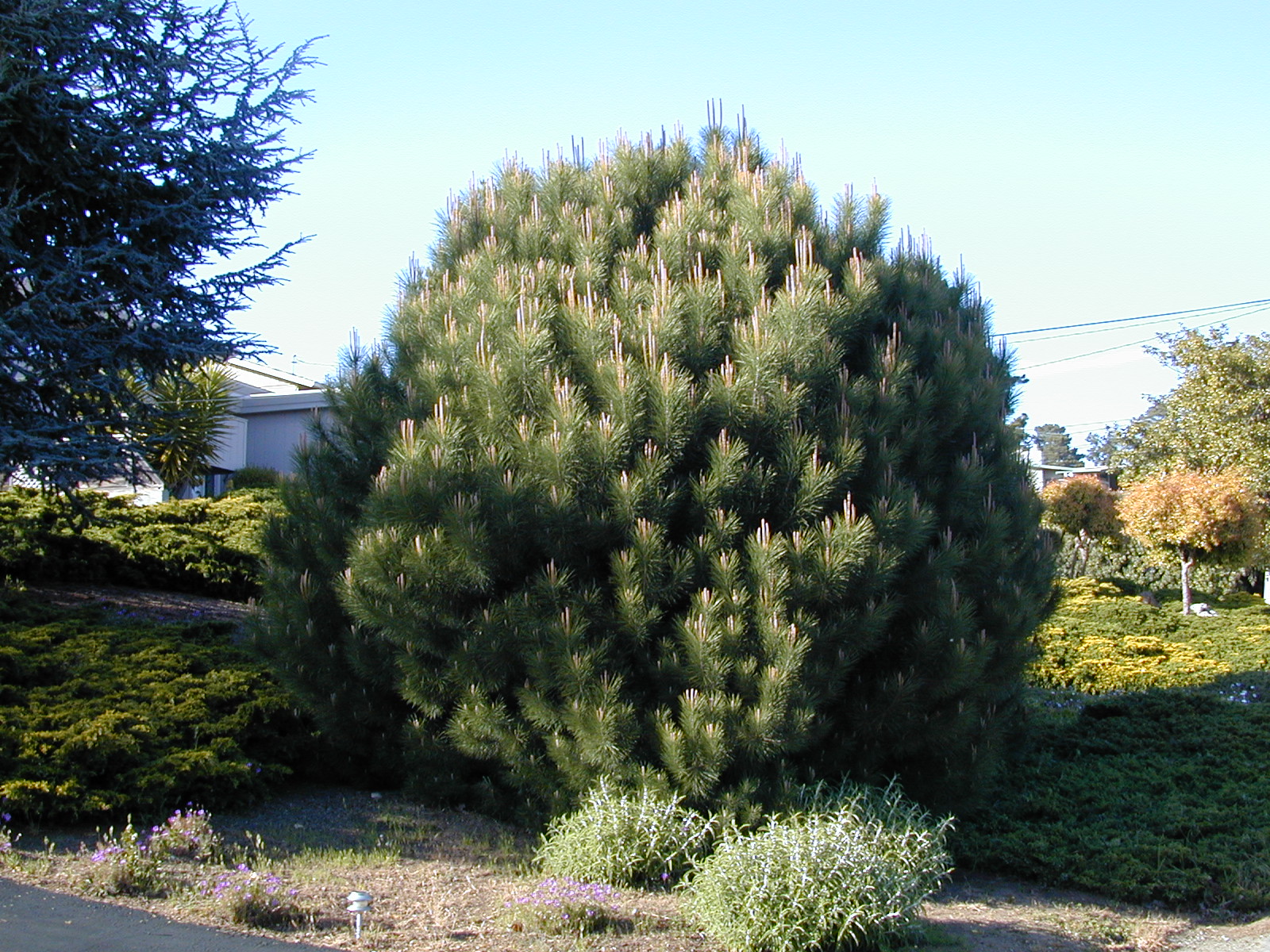 Trees of Santa Cruz County: Pinus pinea - Italian Stone Pine