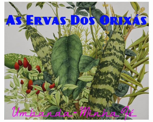 Umbanda - Minha Fé Oficial: As Ervas dos orixás