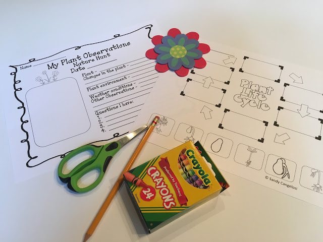 Exploring the Life Cycle of a Plant: Engaging Springtime Fun | Sweet ...