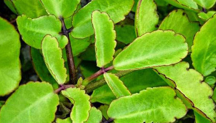 Patharkuchi has restorative properties | Health City Life