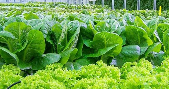 Những mô hình trồng rau sạch tại nhà