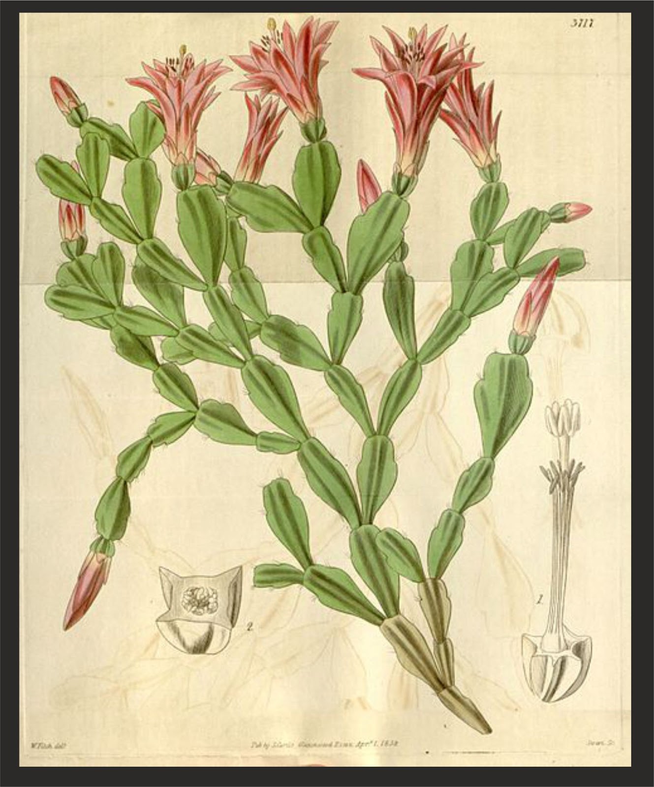 tutuna mituna: Flor de Mayo / Santa Teresita