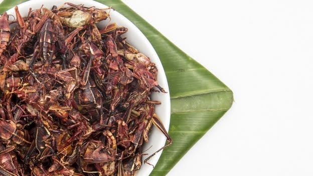 INSECTOS COMESTIBLES MEXICANOS