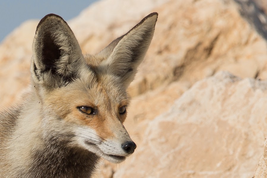 Birds of Saudi Arabia: Arabian Red Fox – Dhahran Hills