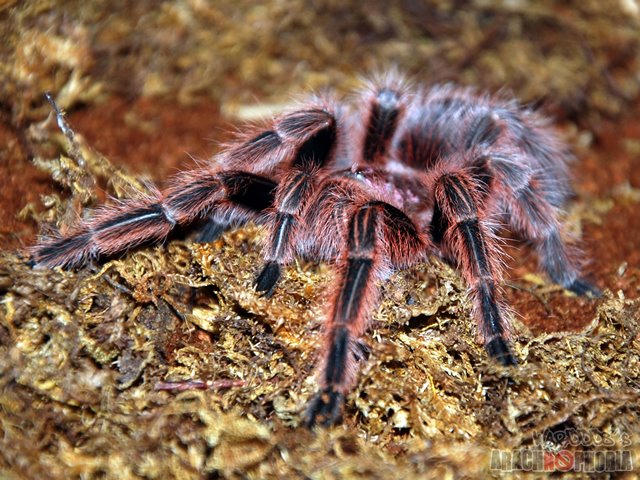 My Tarantism: Chilean Rose Tarantula