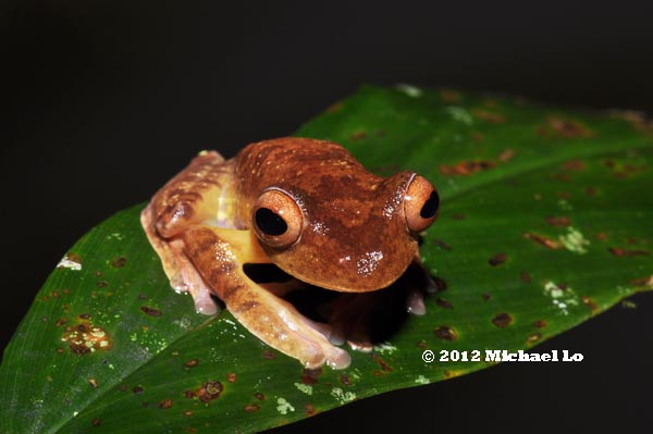 The rainforests of Borneo & Southeast Asia: Frogs of Gunung Serapi in ...