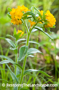 Restoring The Landscape With Native Plants: Native Plant of the Week ...