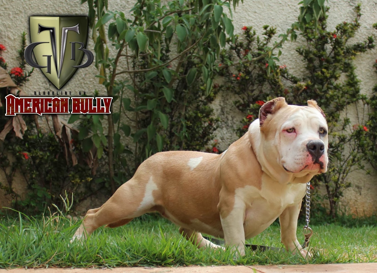 Filhotes American Bully 100% Daxline | GV American Bully
