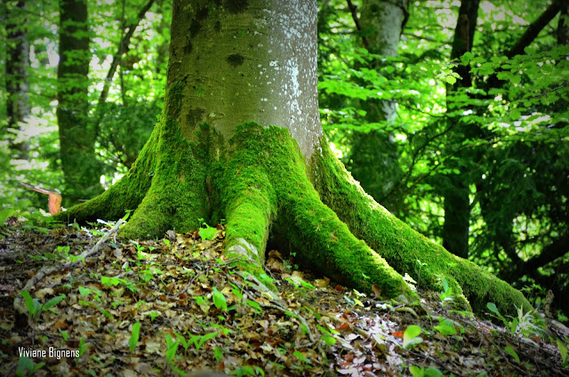 Nos p'tits trucs: Promenade dans le bois de Seyte