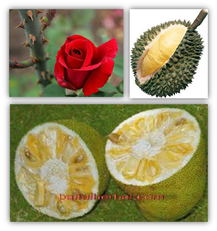 Spesial 18+ Bunga Raflesia PNG