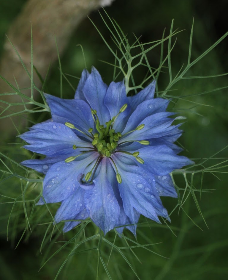 Garden under the clouds: July 2013