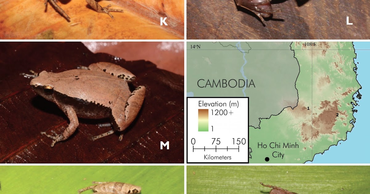 Species New to Science: [Herpetology • 2021] Microhyla daklakensis & M ...