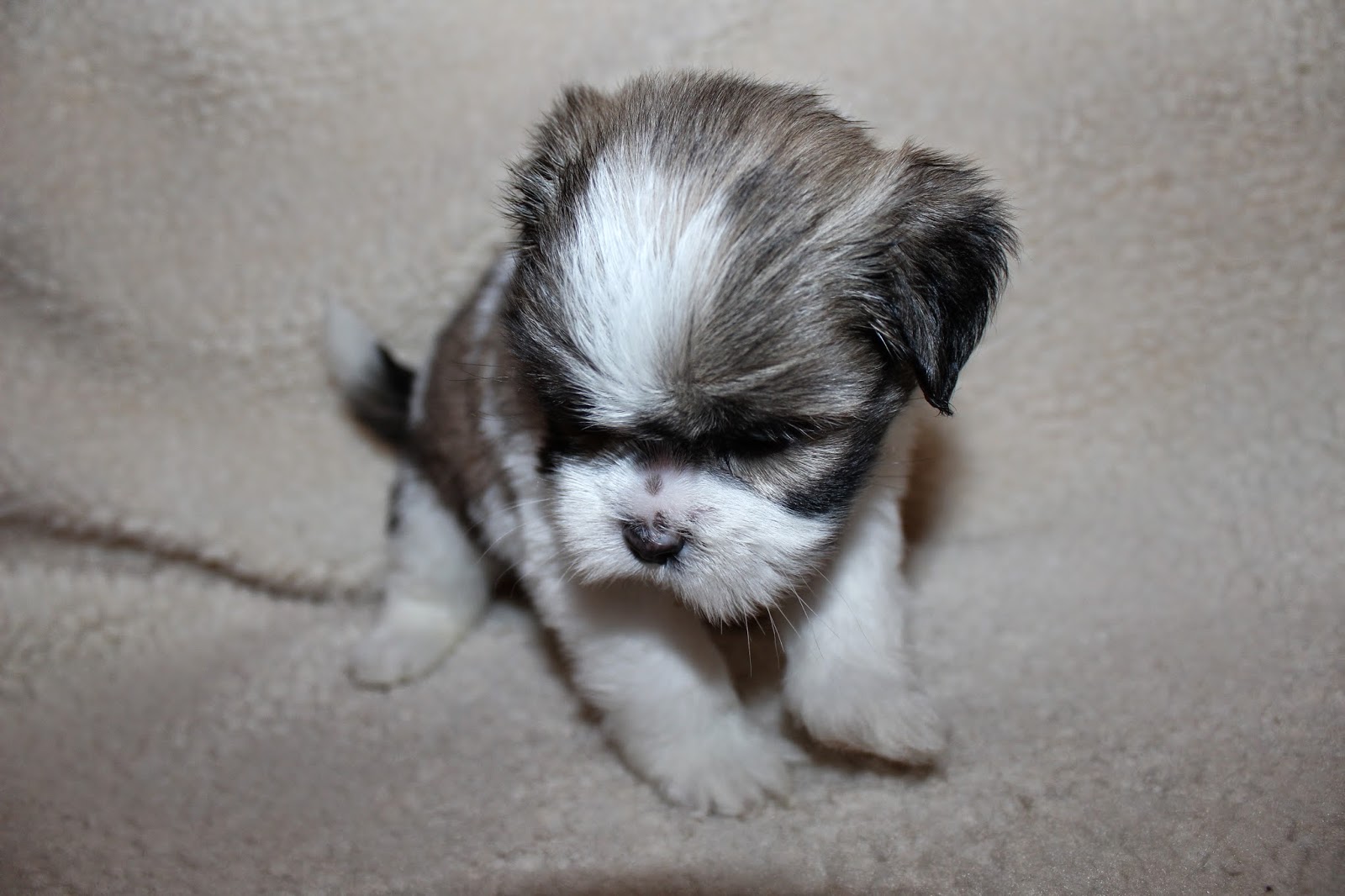 Lhasa Apso - Penny's Pups from birth to new homes: Molly's Puppy's 5 ...