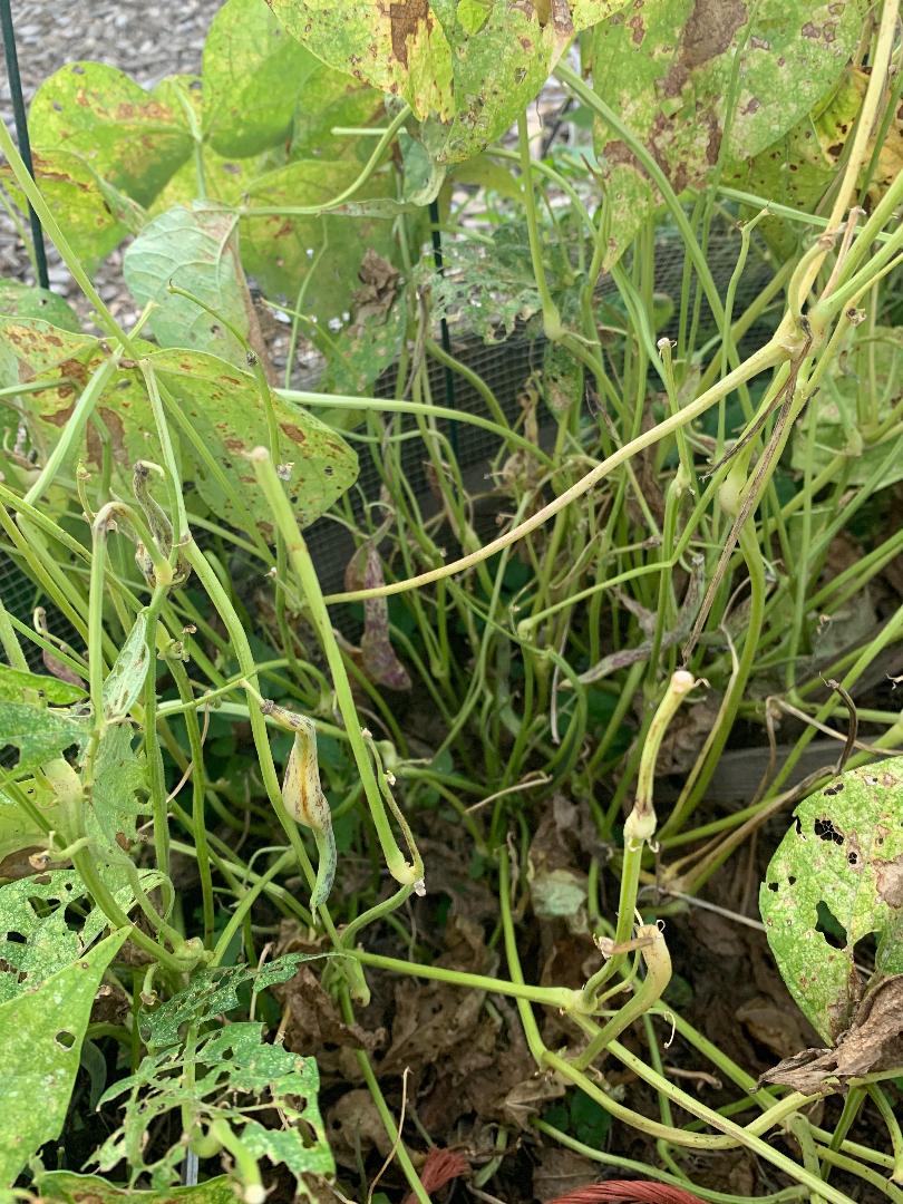 WashingtonGardener: Fenton Friday: Bean Gone