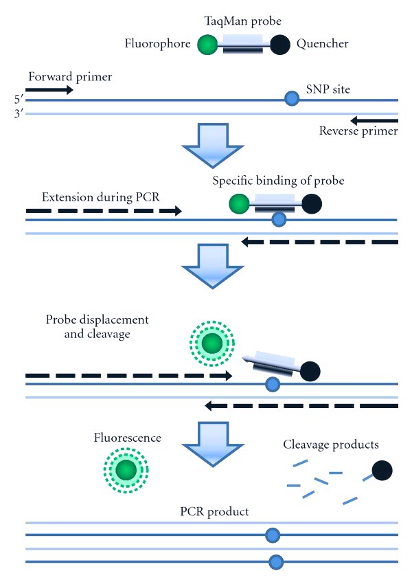 Stained DNA: September 2020