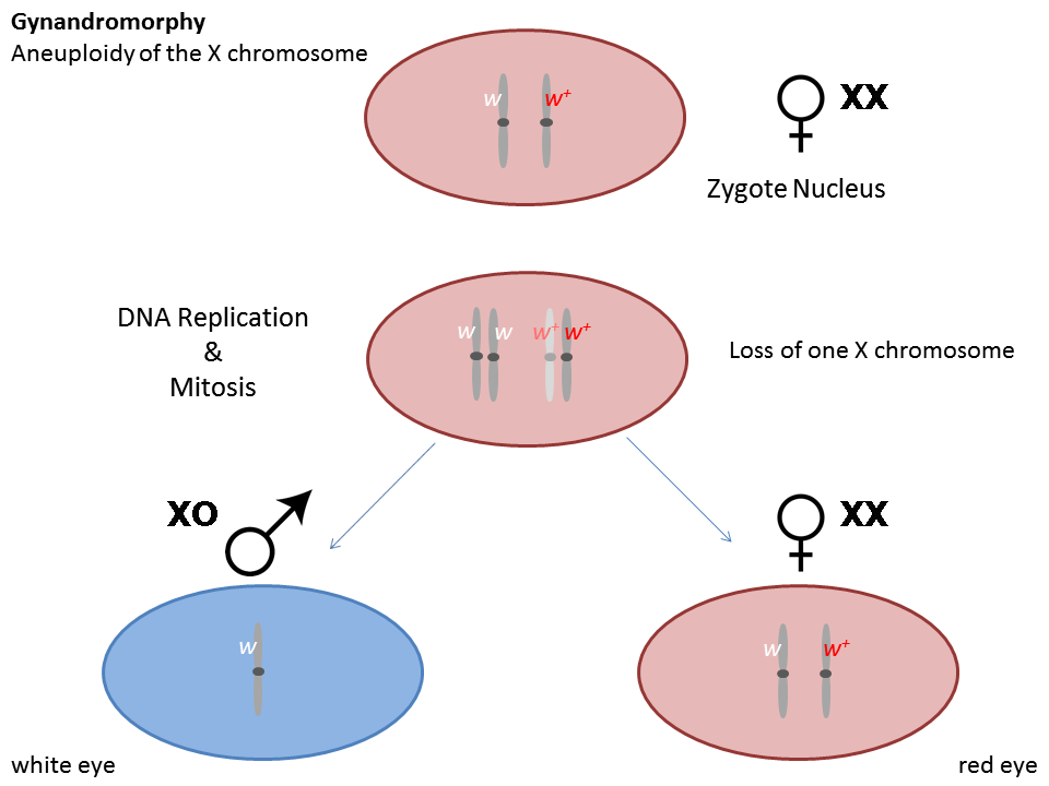 Sex Determination The X Y Zs Of Sex Chromosomes 46 Off