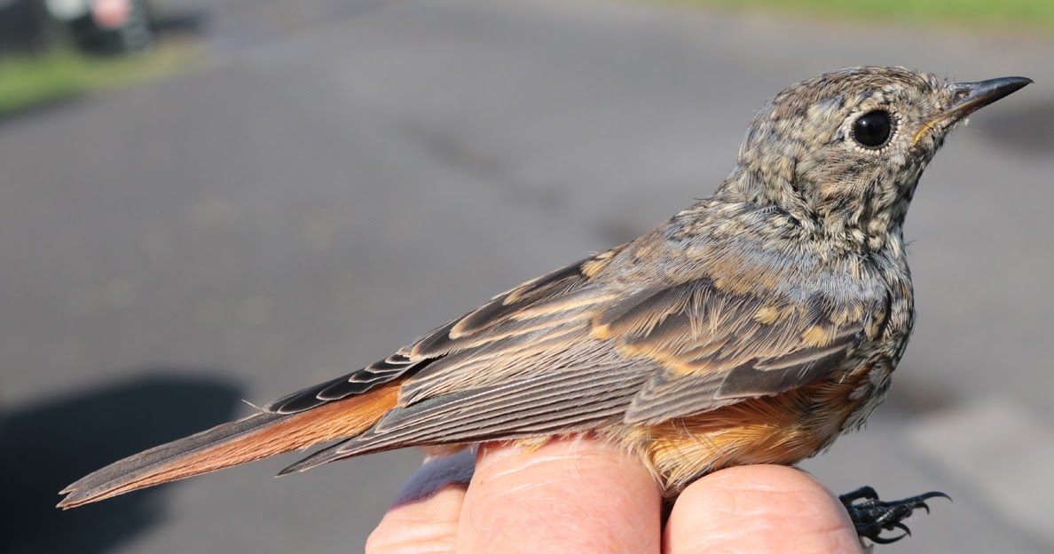 Another Bird Blog: It’s A Start