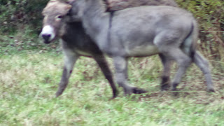 WATERFALL ROAD: THE DAY THE PETTING ZOO TURNED PRIMAL