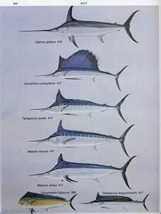 Yemek Tarifleri: Kılıç Balığı