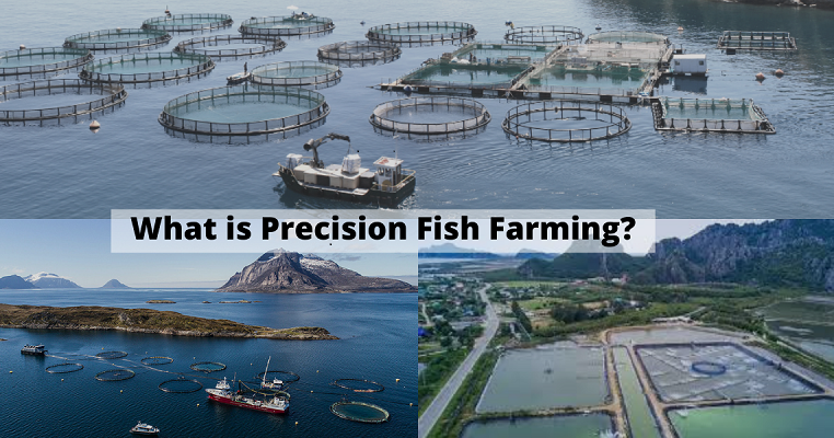 Precision Fish Farming: A New Framework to Improve Aquaculture